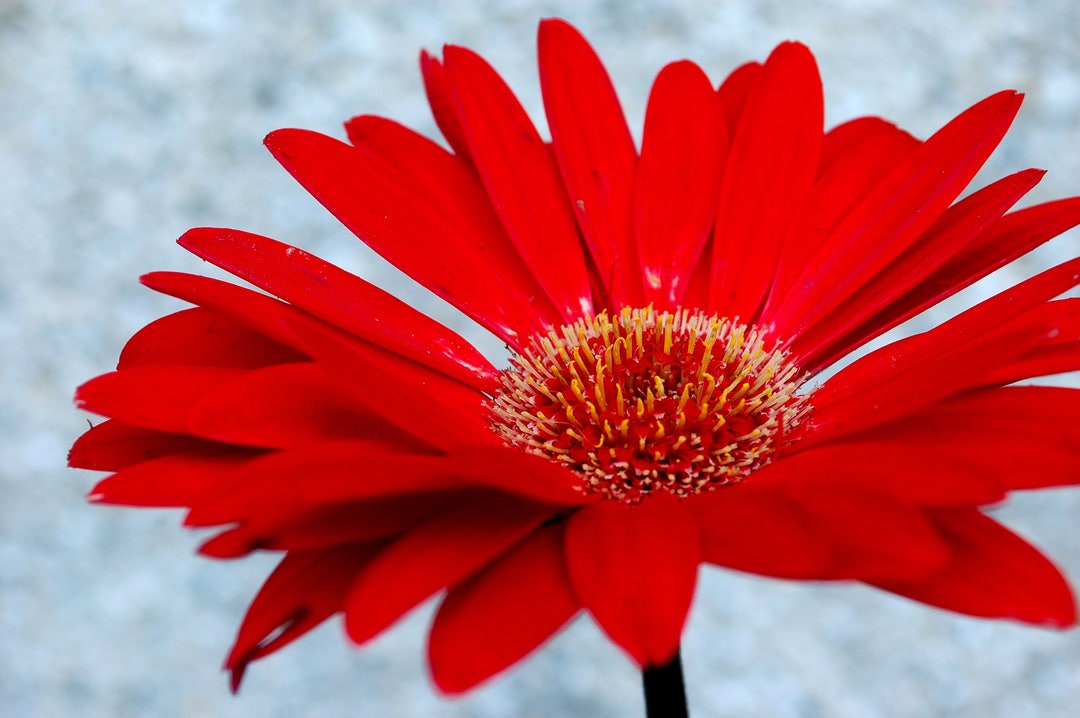 Red Daisy - Nature Photography - Fine Art Photograph - Etsy