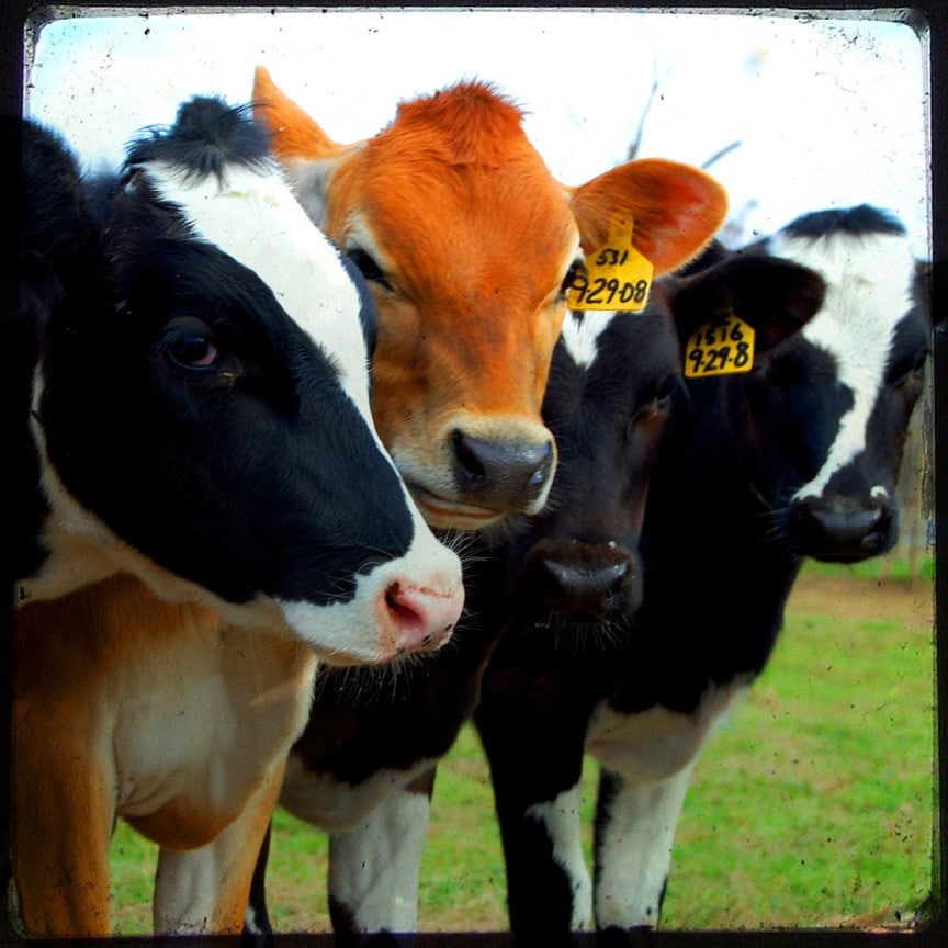 Family Reunion - Cow Art - Cow Photo - on the Farm - Fine Art ...