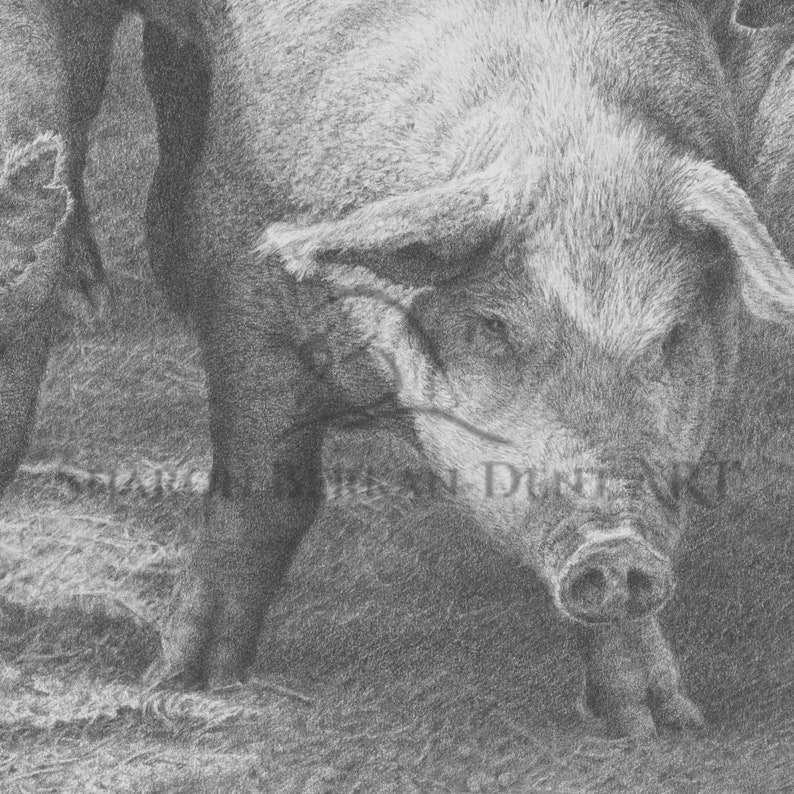 Pig Drawing improbable Waltz Farm Animal Prints - Etsy