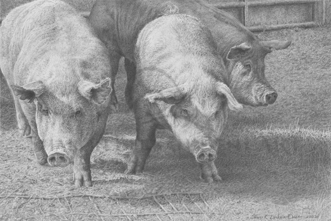 Pig Drawing "improbable Waltz ", Farm Animal Prints, Fine Art Graphite ...