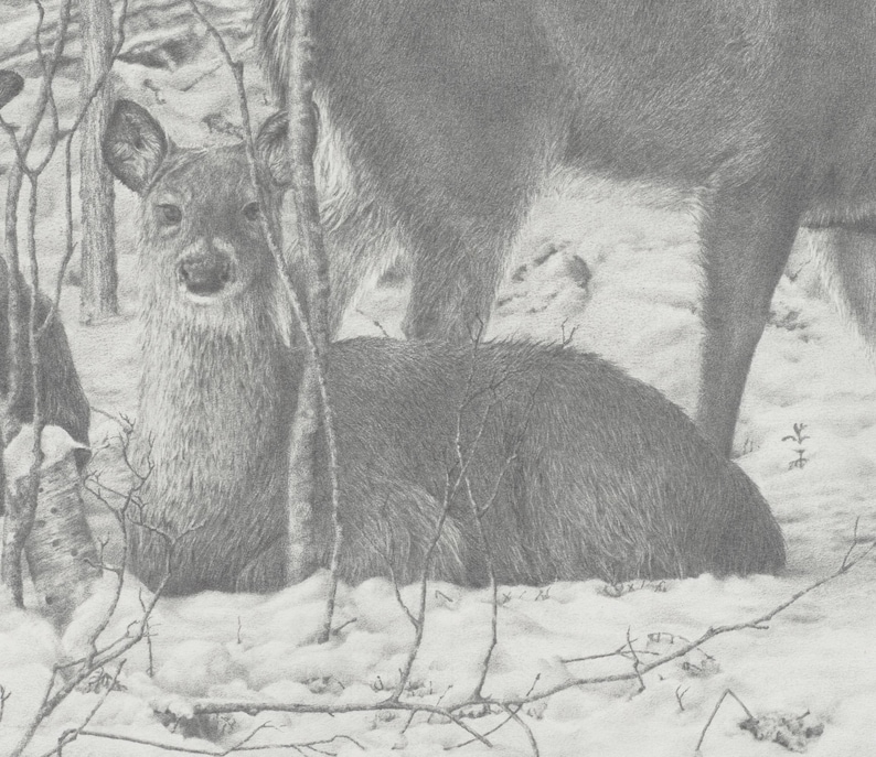 Whitetail Deer Print: Winter Woodland Graphite Drawing - Etsy
