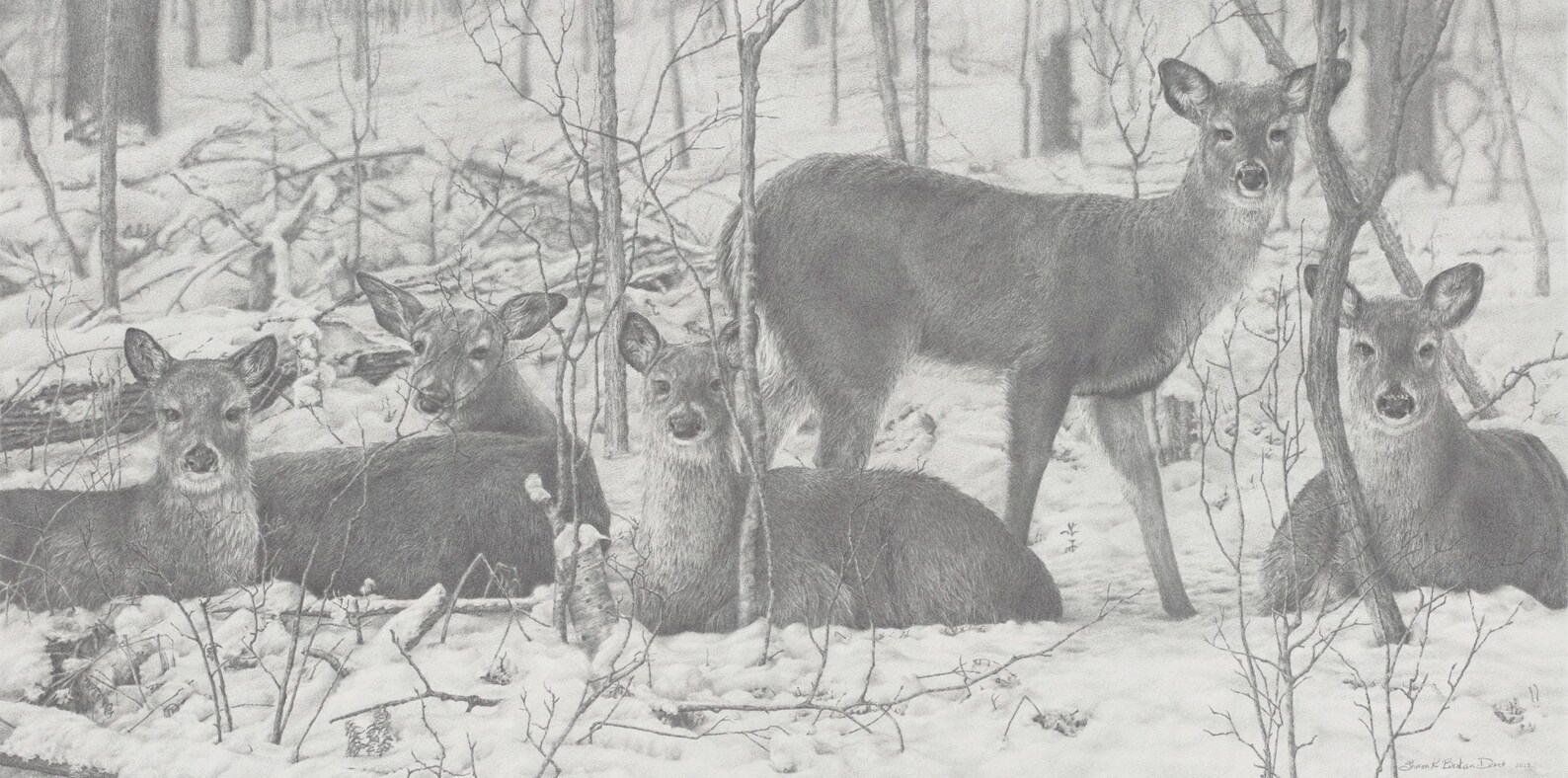 Whitetail Deer Print: Winter Woodland Graphite Drawing - Etsy