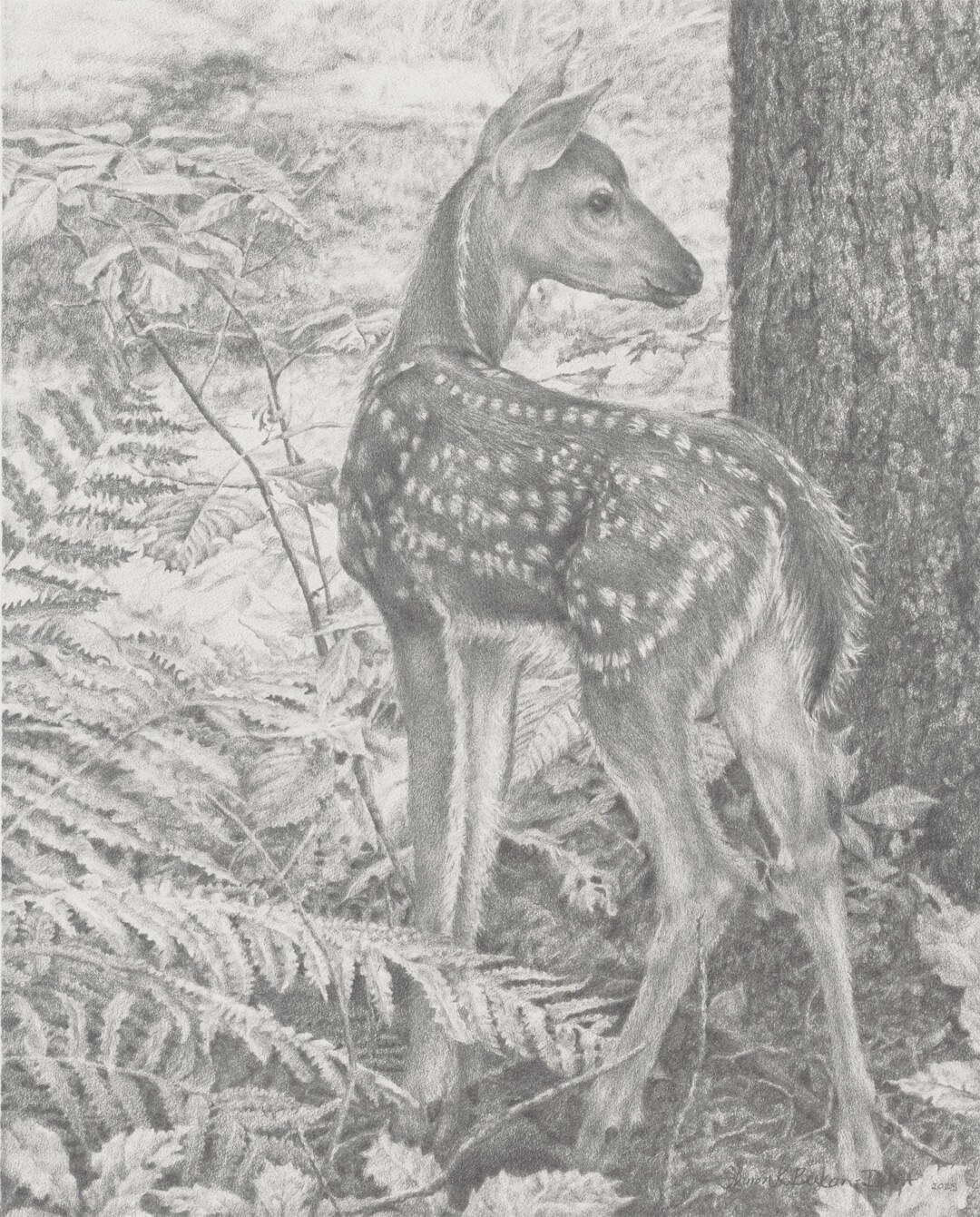 Fawn Art Print: Graphite Whitetail Deer Drawing, Woodland Wildlife - Etsy