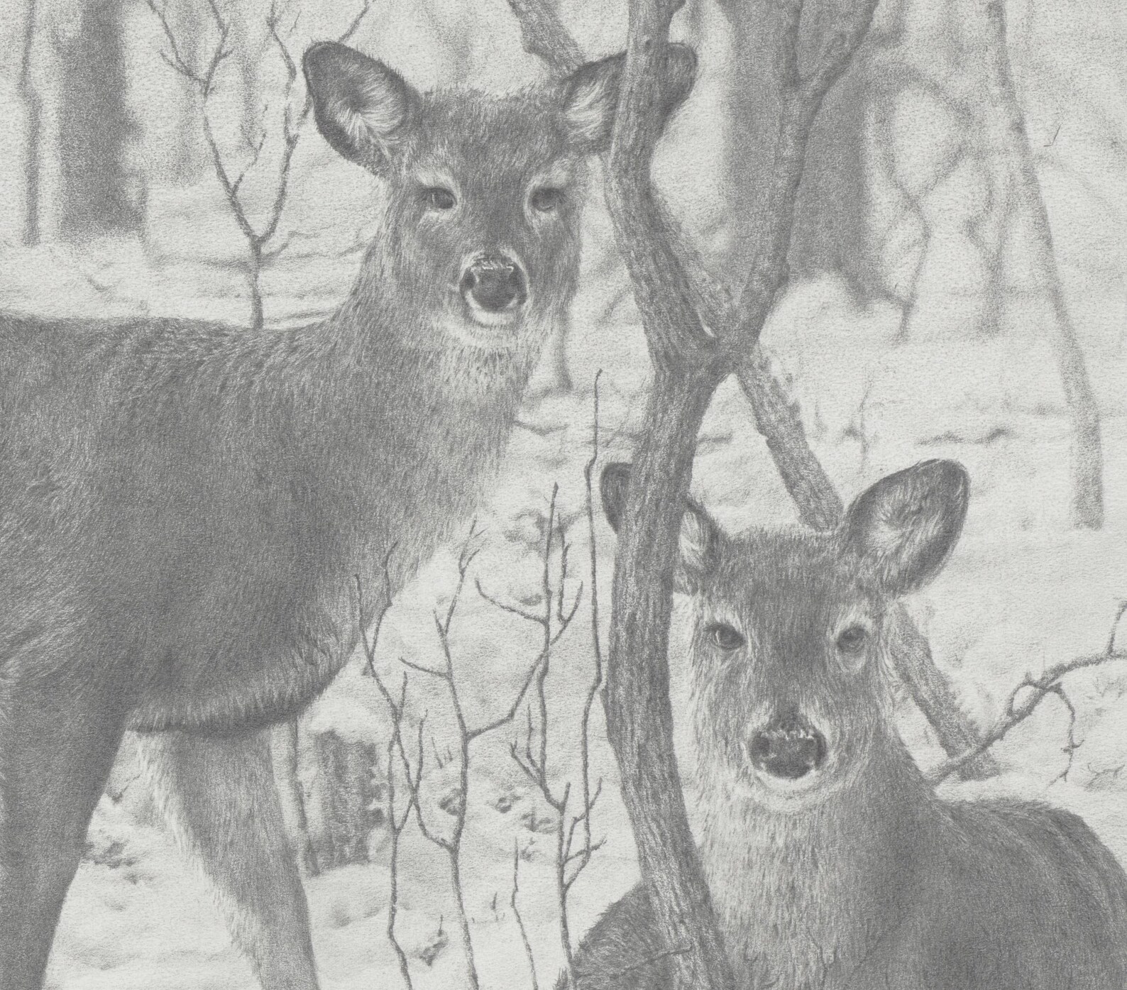 Whitetail Deer Print: Winter Woodland Graphite Drawing - Etsy