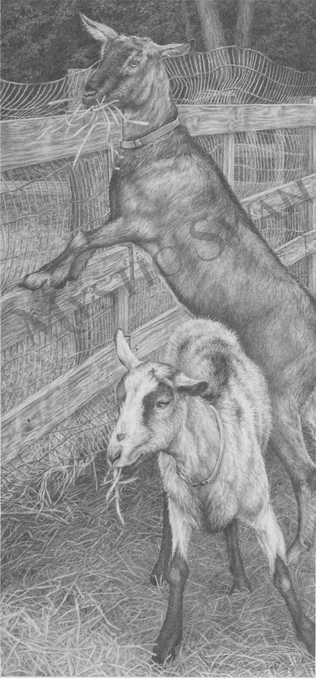 Goat Drawing "mischievous Intentions", Farm Animal Prints, Fine Art ...