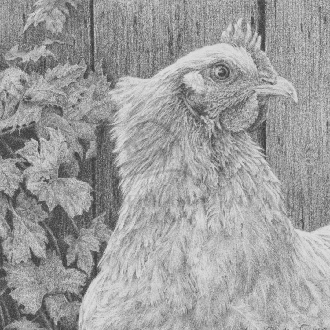 Chicken Drawing chloe , Farm Animal Prints, Fine Art Graphite Drawings ...