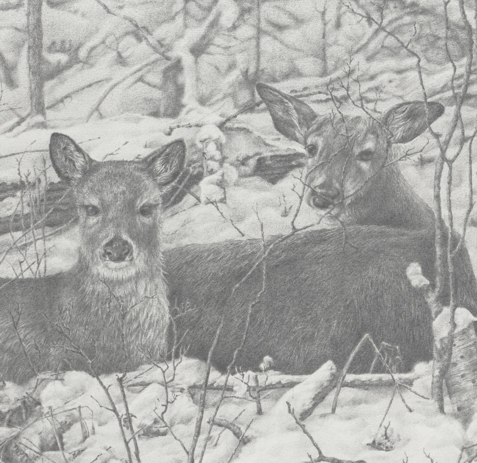 Whitetail Deer Print: Winter Woodland Graphite Drawing - Etsy