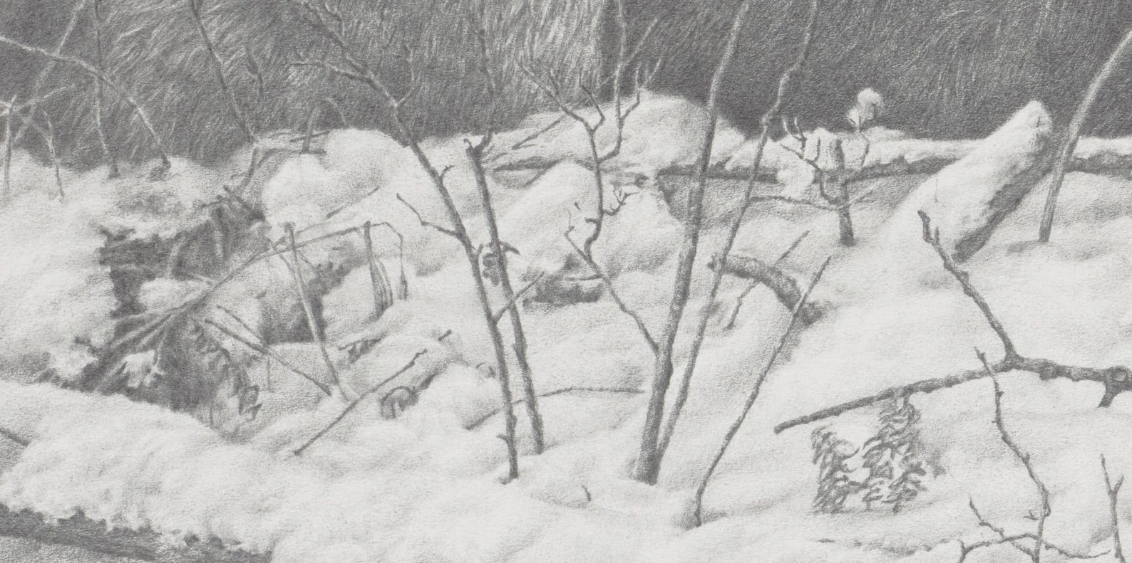 Whitetail Deer Print: Winter Woodland Graphite Drawing - Etsy