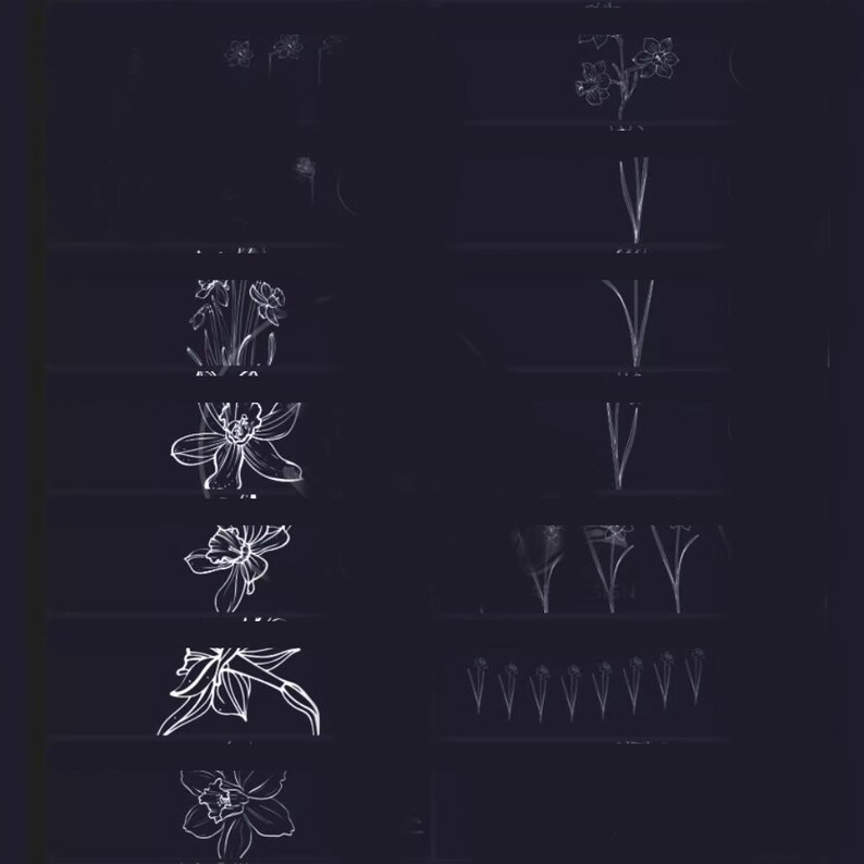 Daffodil Flower Line Art Brushes for Procreate & Photoshop - Floral ...