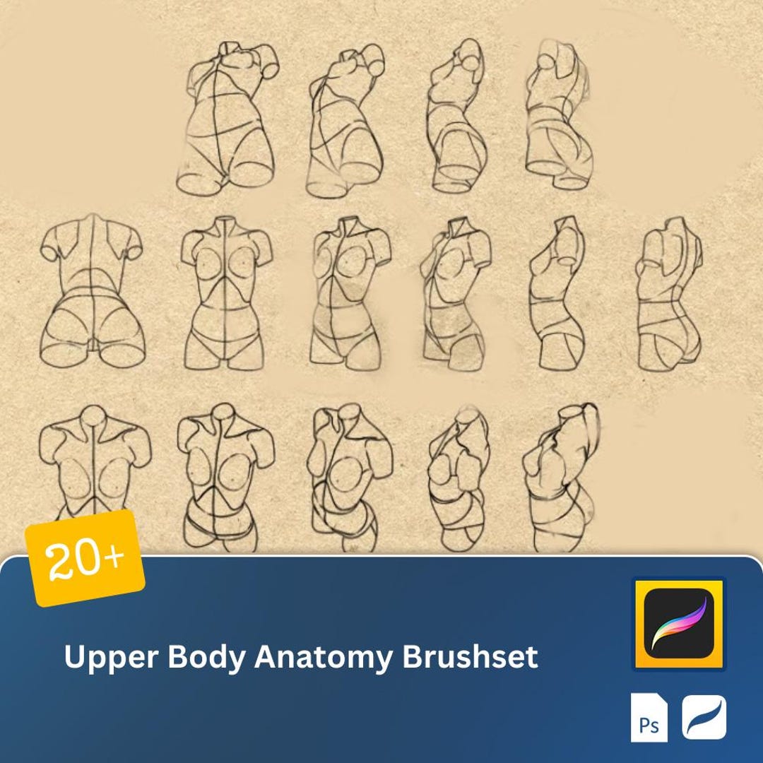 Upper Body Anatomy Procreate & Photoshop Brushset, Dynamic Poses, Line ...