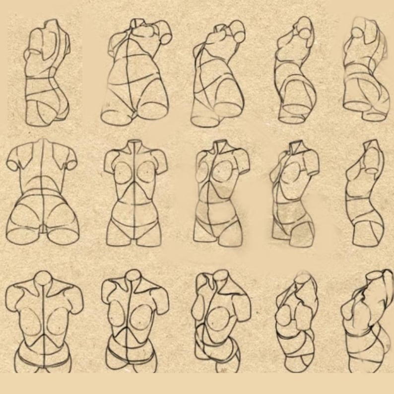Upper Body Anatomy Procreate & Photoshop Brushset, Dynamic Poses, Line ...