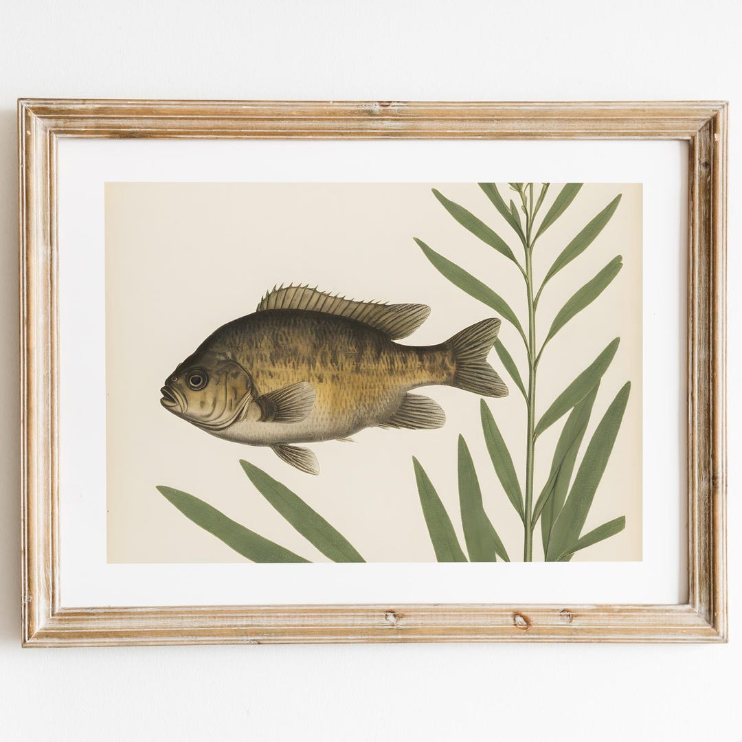 Bluegill Fish Illustration Print | Vintage Fishing Art | Fishing Wall ...