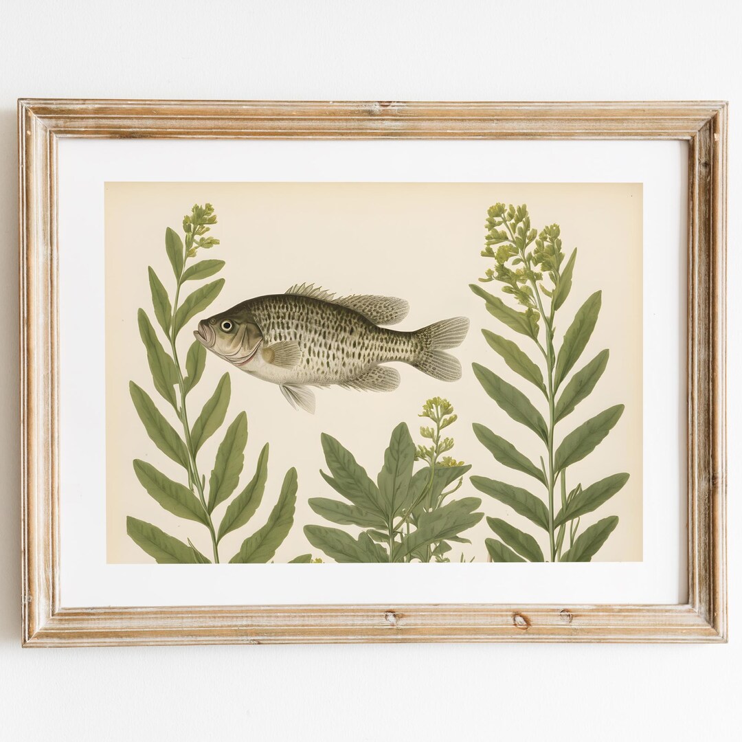 Crappie Fish Illustration Print | Vintage Fishing Art | Fishing Wall ...