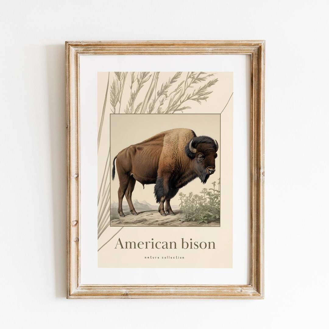 Vintage American Bison | Bison Print Wall Art | Antique Bison Print ...