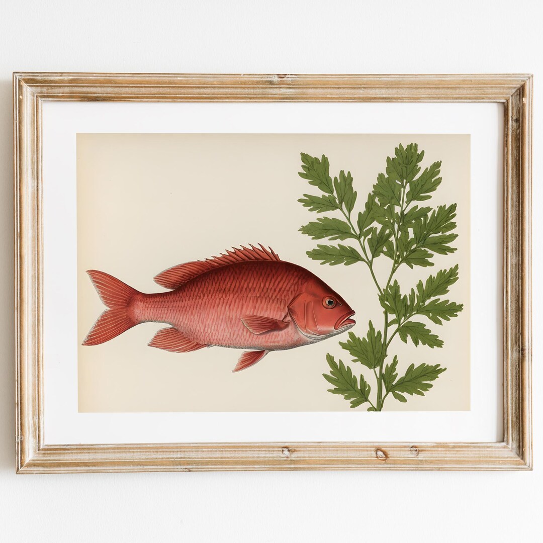 Red Snapper Fish Illustration Print | Vintage Fishing Art | Fishing ...