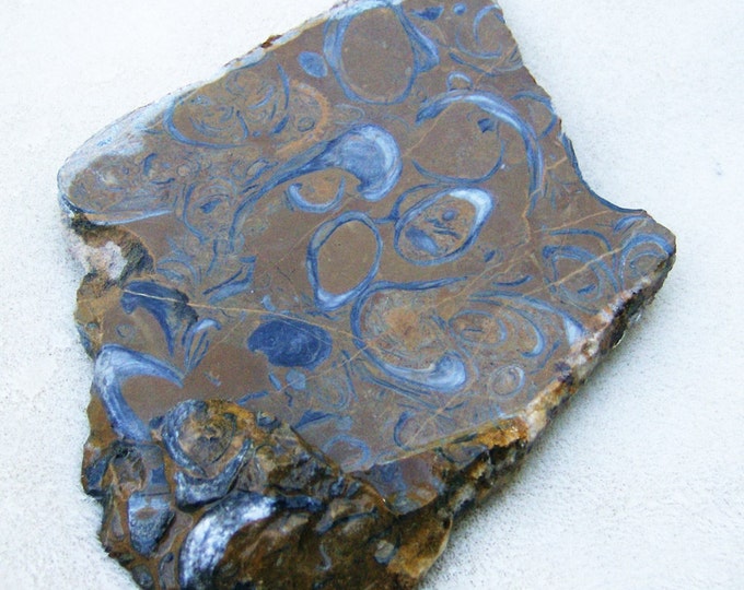Fossil Stone Slab Outstanding Hand Cut Fossilized Clam - Etsy