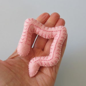 Large Intestine Colon in a Jar Anatomical Specimen in Felt Medical ...
