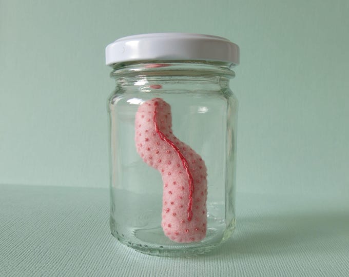 Appendix in a Jar Anatomical Specimen - Etsy