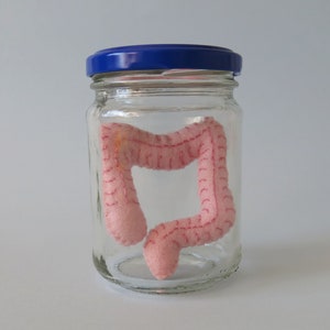 Large Intestine Colon in a Jar Anatomical Specimen in Felt Medical ...