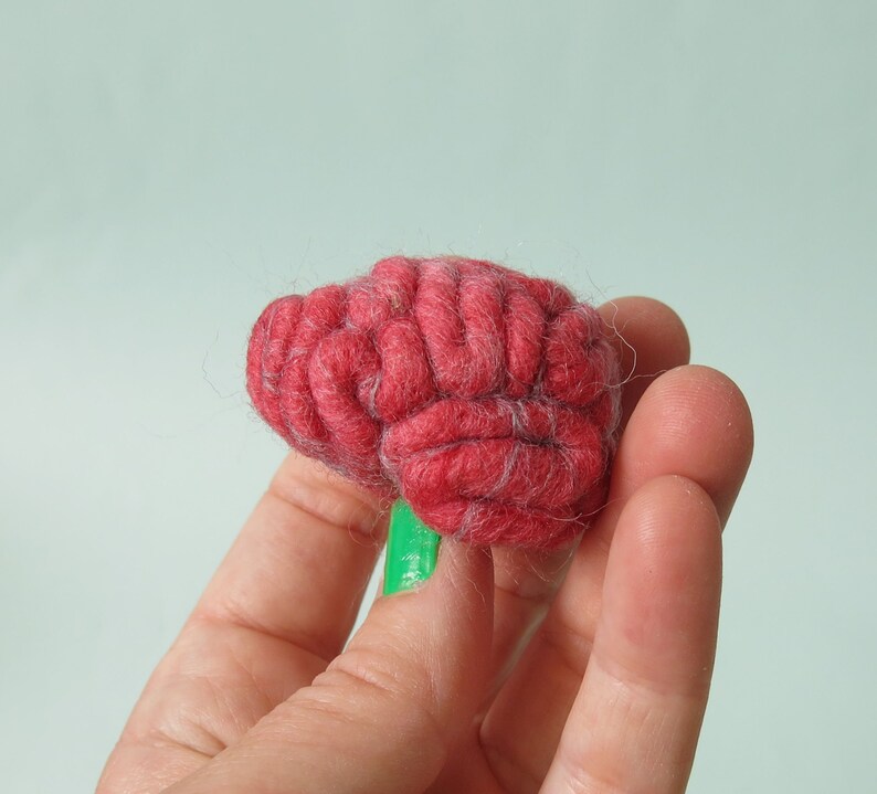 Specimen Jar Brain Anatomical Curio P1 Human Brain Display - Etsy