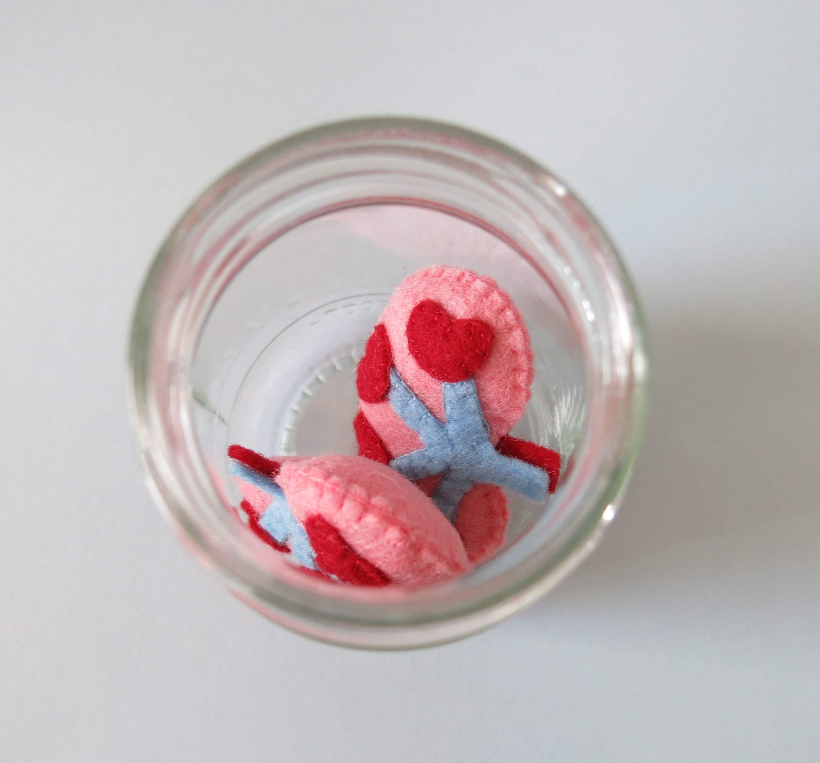 Kidneys in a Jar Felt Anatomical Specimen Anatomy Display Medical Decor ...