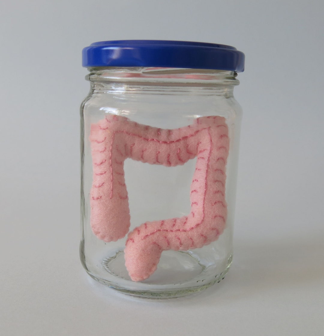 Large Intestine Colon in a Jar Anatomical Specimen in Felt Medical ...