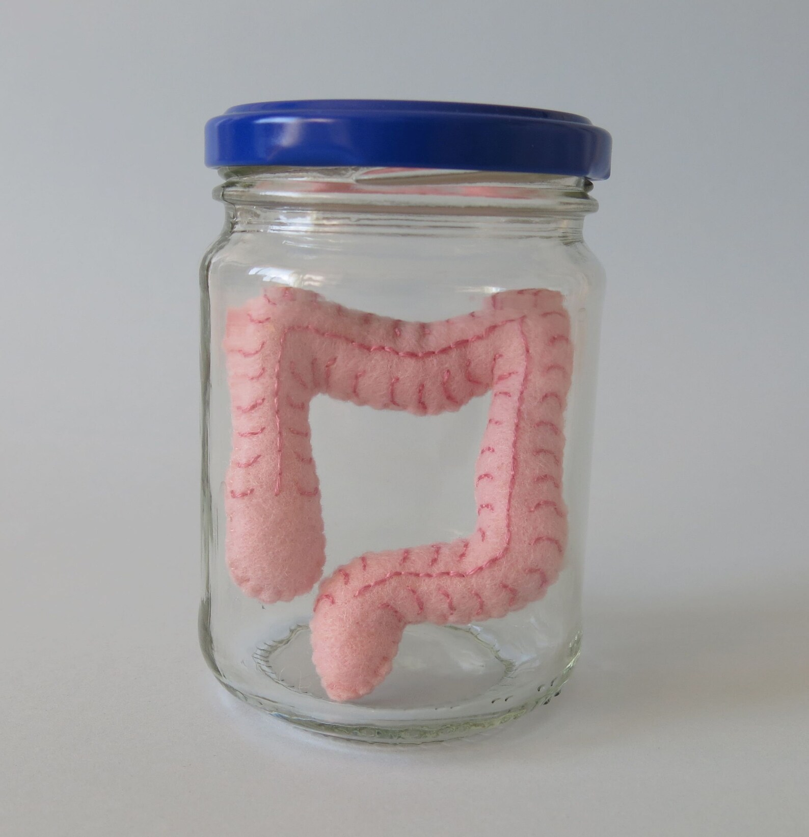 Large Intestine Colon in a Jar Anatomical Specimen in Felt Medical ...