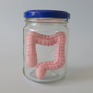 Large Intestine Colon in a Jar Anatomical Specimen in Felt Medical ...