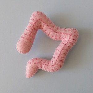 Large Intestine Colon in a Jar Anatomical Specimen in Felt Medical ...