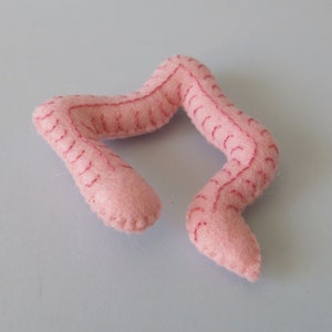 Large Intestine Colon in a Jar Anatomical Specimen in Felt Medical ...