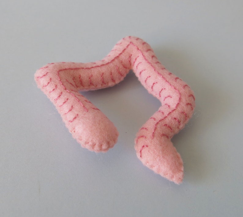 Large Intestine Colon in a Jar Anatomical Specimen in Felt Medical ...