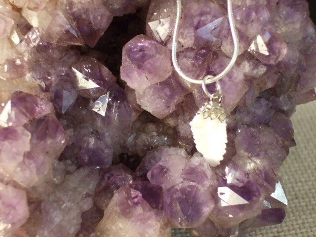 Memories of Newfoundland Cods Ear Otolith Codfish Natural Ear Stones ...