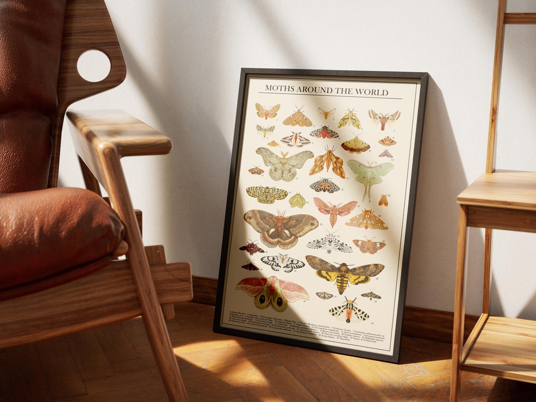Vintage Moth Poster – Scientific Illustration of Moth Species From ...
