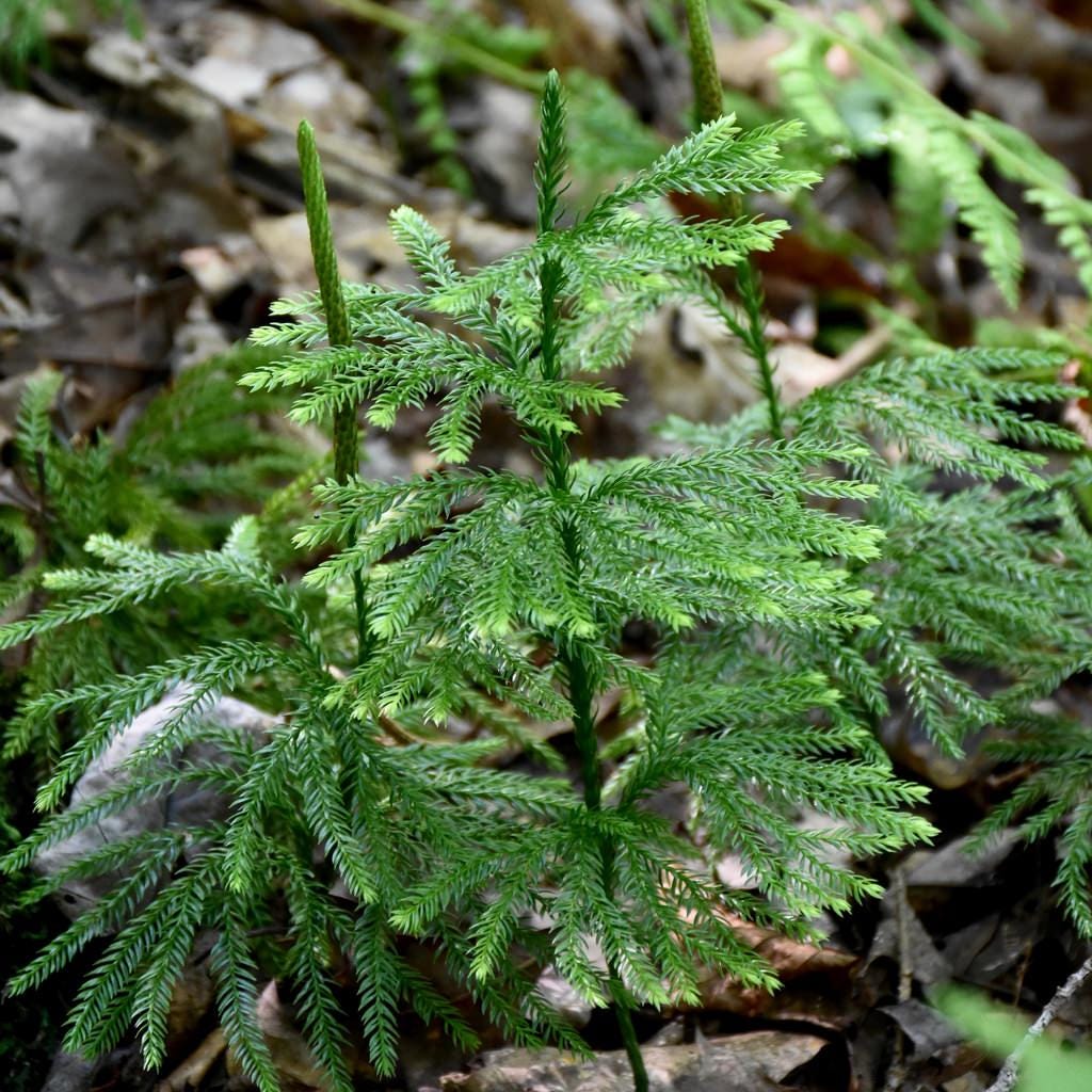 Princess Pine Treeclub Moss (dendrolycopodium Obscurm) Buy 3 Bags of ...