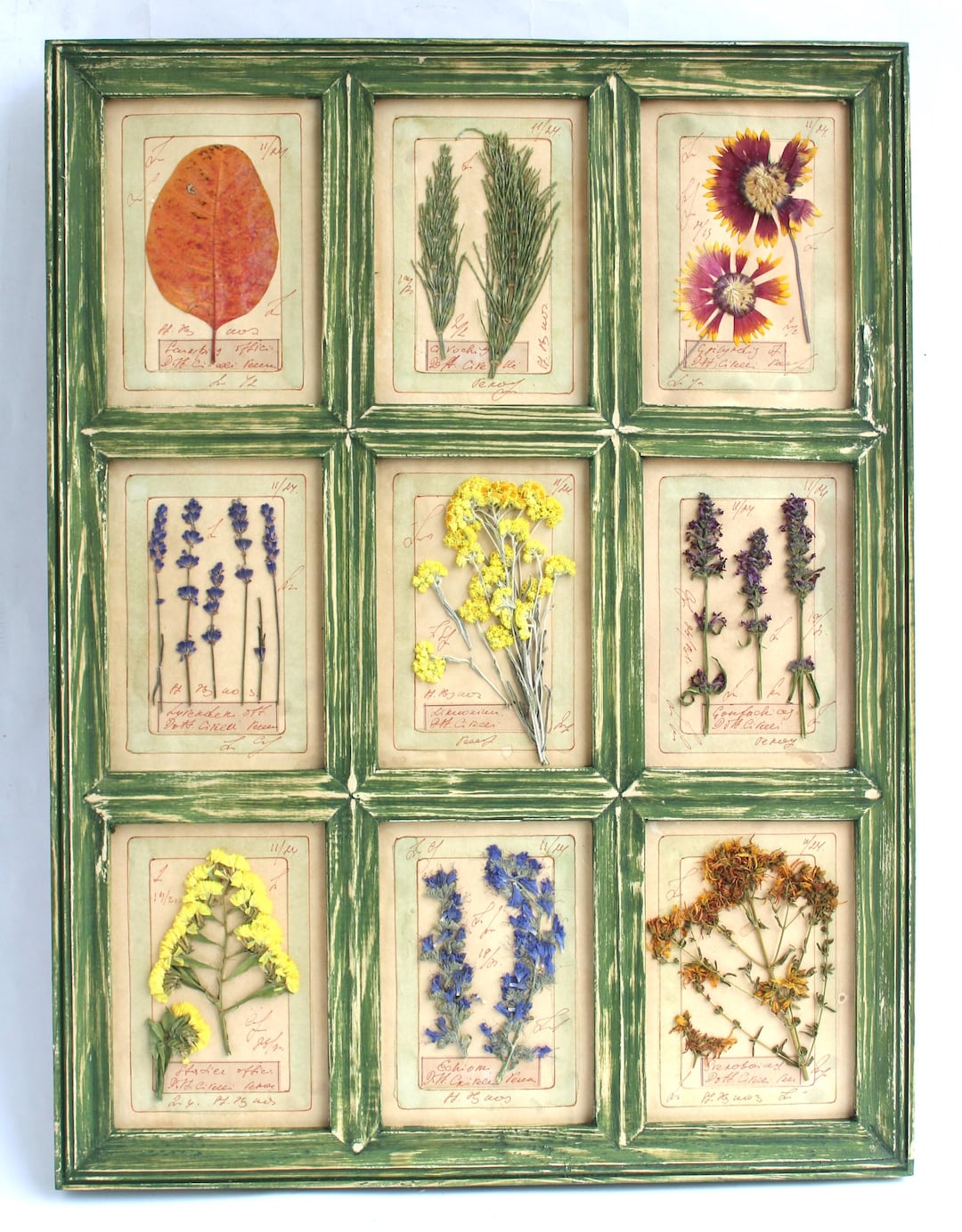 Pressed Botanicals. Pressed Flowers Set in Green Wood Frame. Pressed ...
