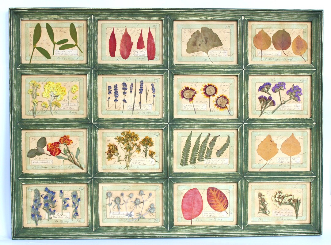 Framed Herbarium Frame Horizontal, Gift Pressed Flower Art Dried ...