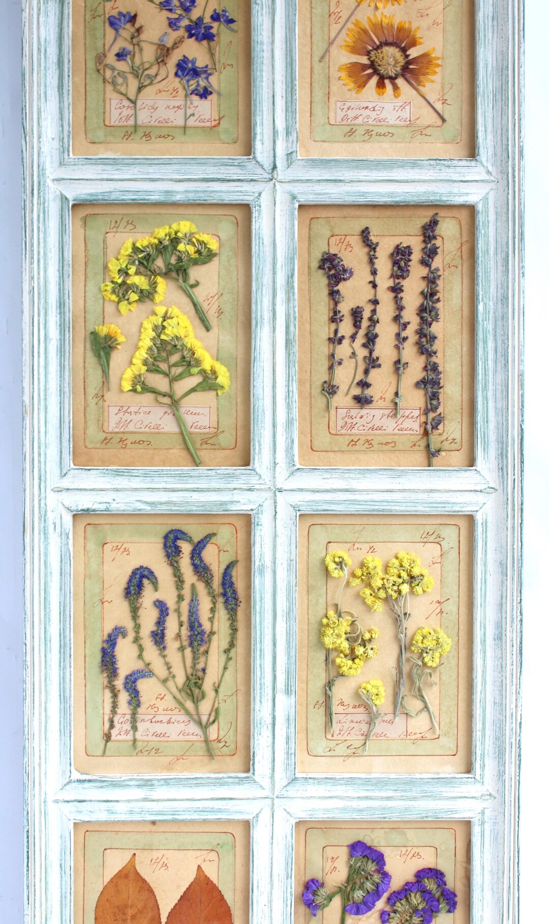 Pressed Flower Herbarium Art: Framed Dried Plant Specimen, Cottage ...