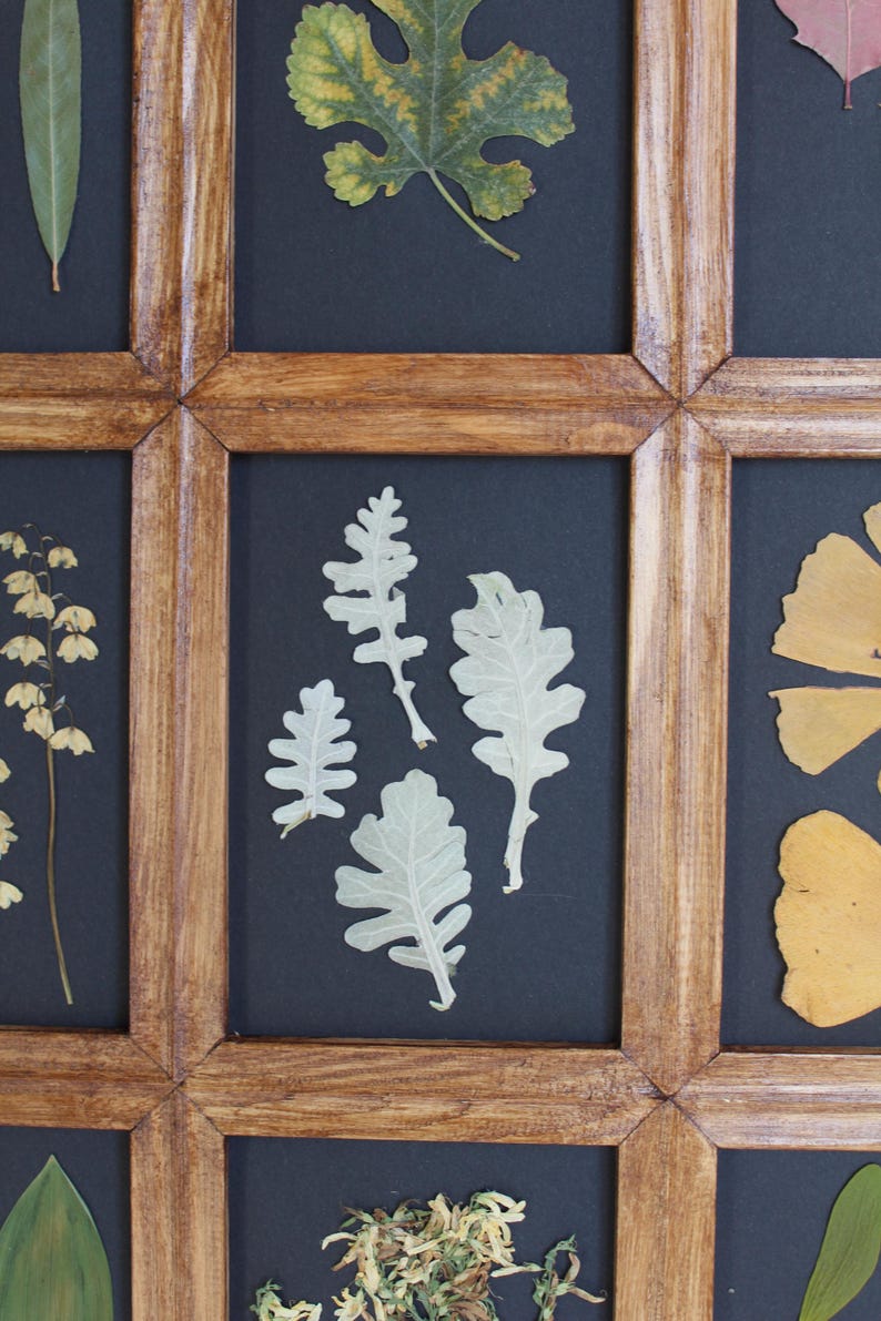 Large Pressed Flower Frame – Vintage Wildflower Herbarium With Real ...