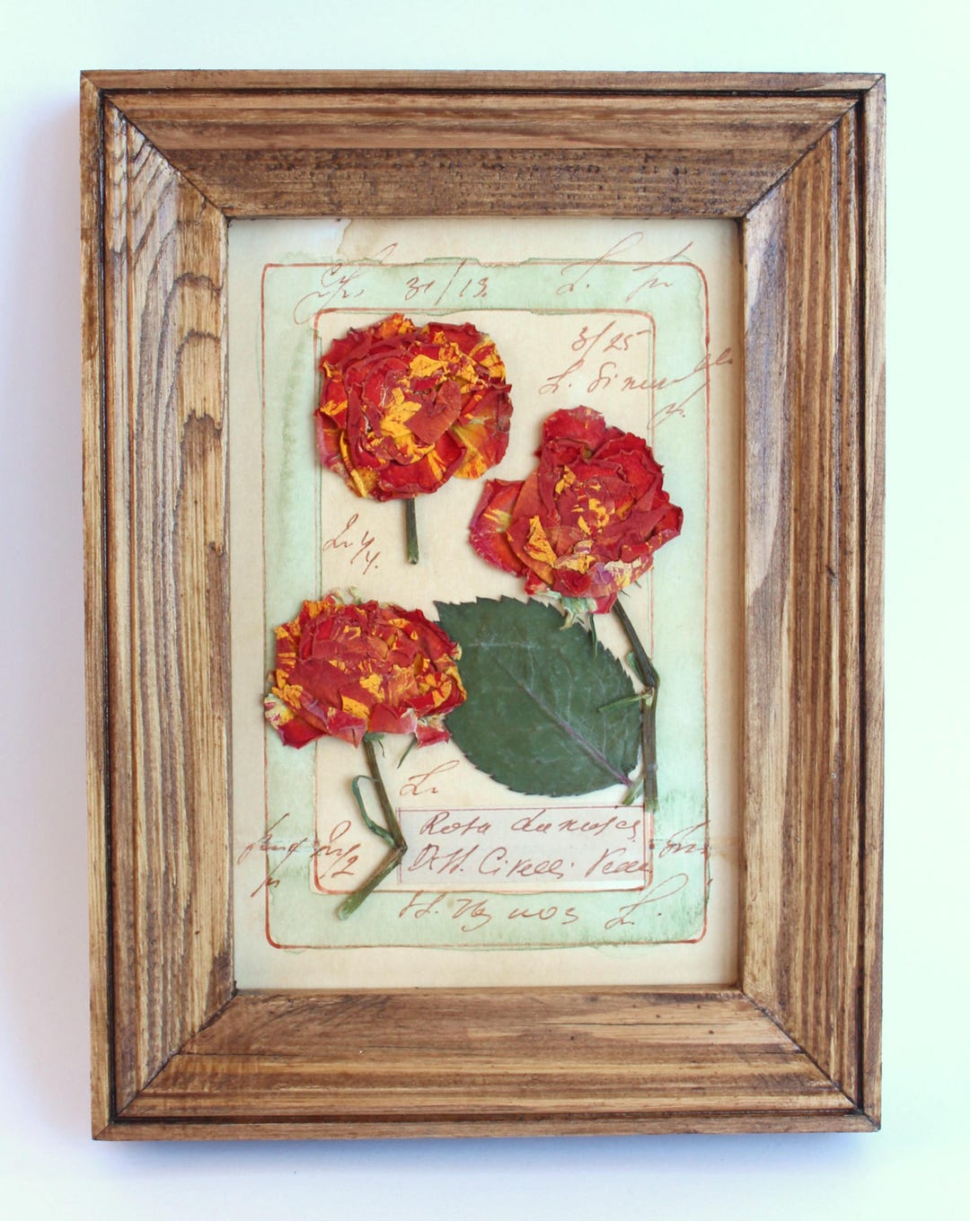 Framed Pressed Red Rose Art: Vintage French Herbarium, Rustic Wood ...