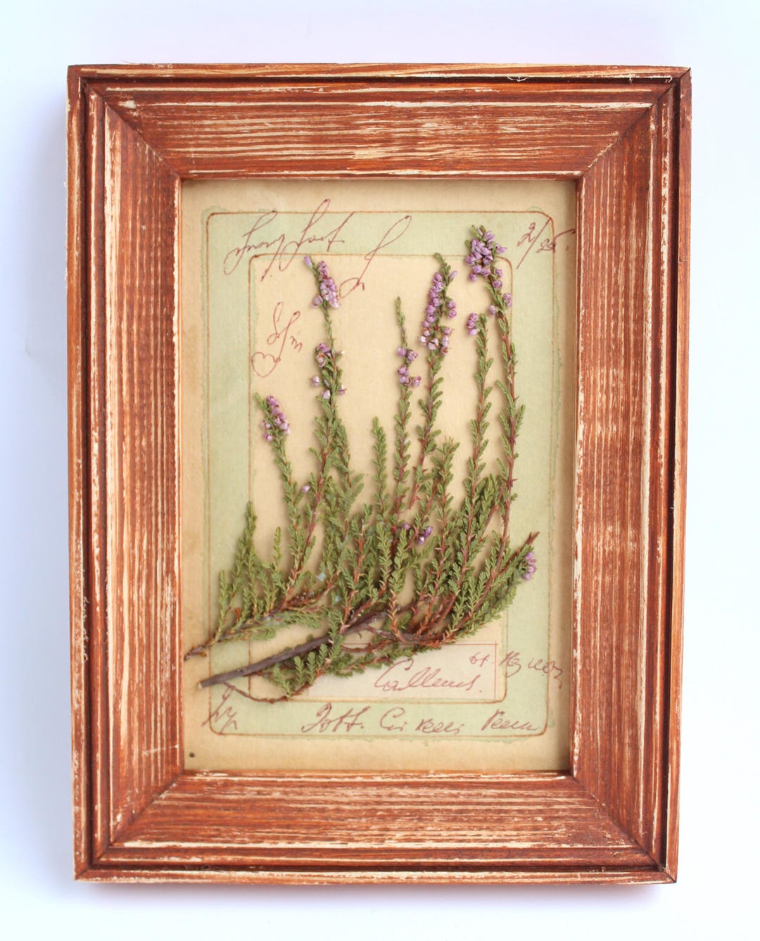 Framed Pressed Heather Art: Farmhouse Botanical Wall Decor, Dried ...