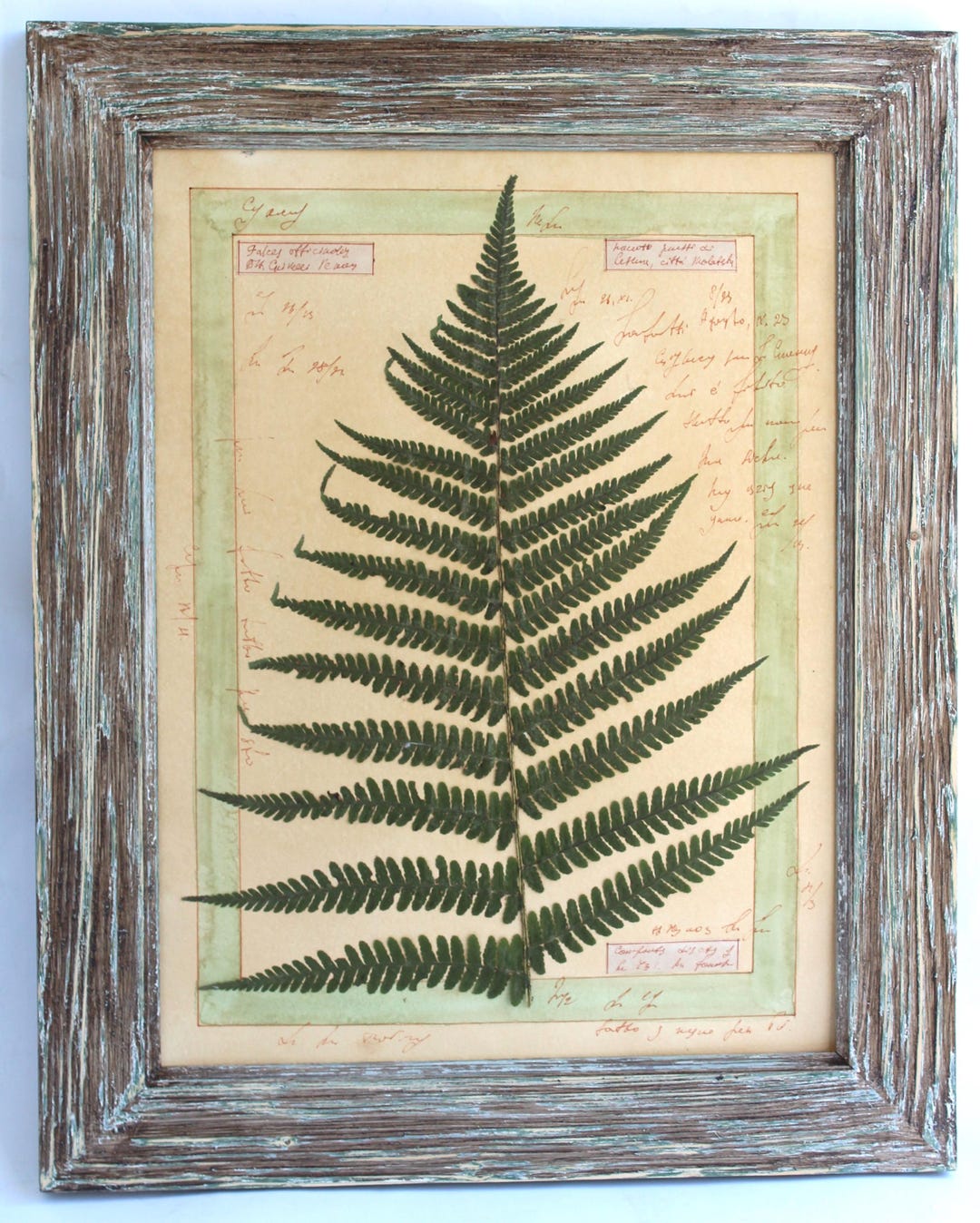 Large Hanging Fern Frame, Farmhouse Botanical Art, Pressed Dried Ferns ...