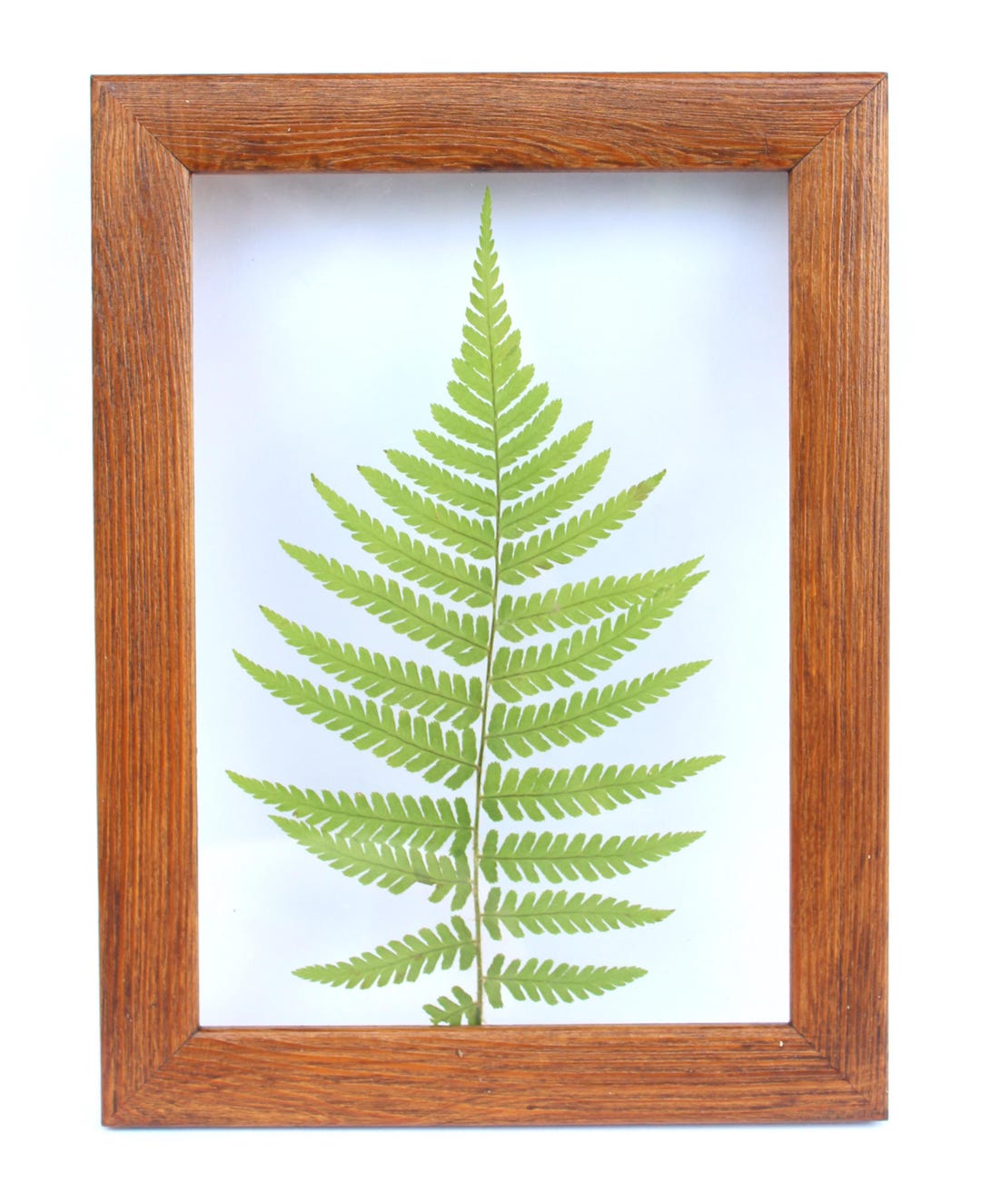 Botanical Dried Ferns in Frames: Wooden Frame With Herbarium, Large ...