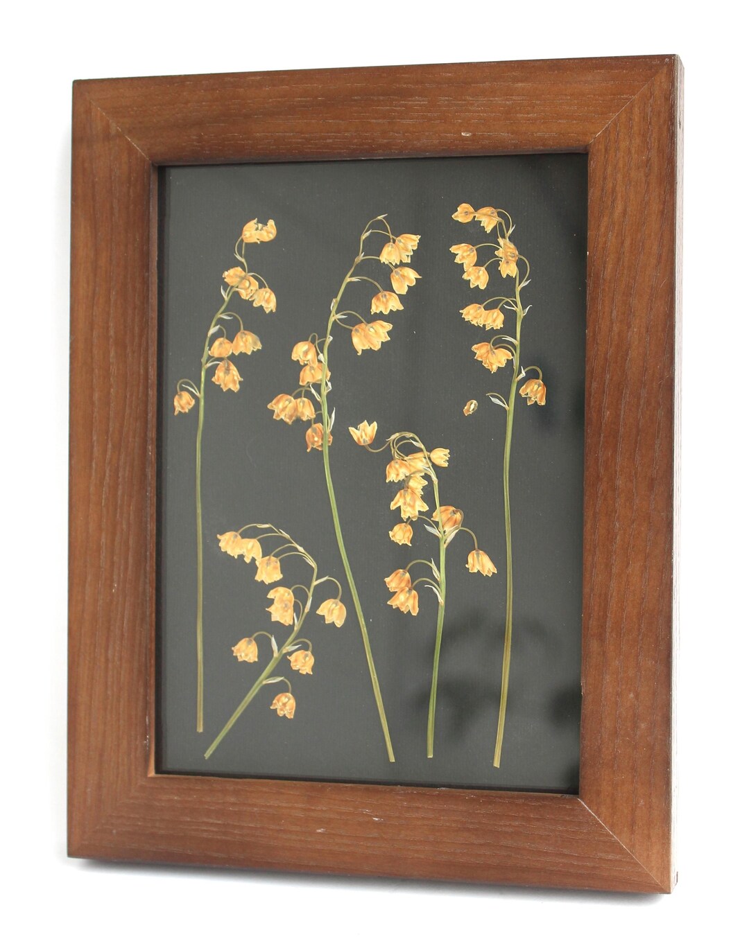 Lily of the Valley Pressed Flower Frame – Vintage Mini Herbarium in Oak ...