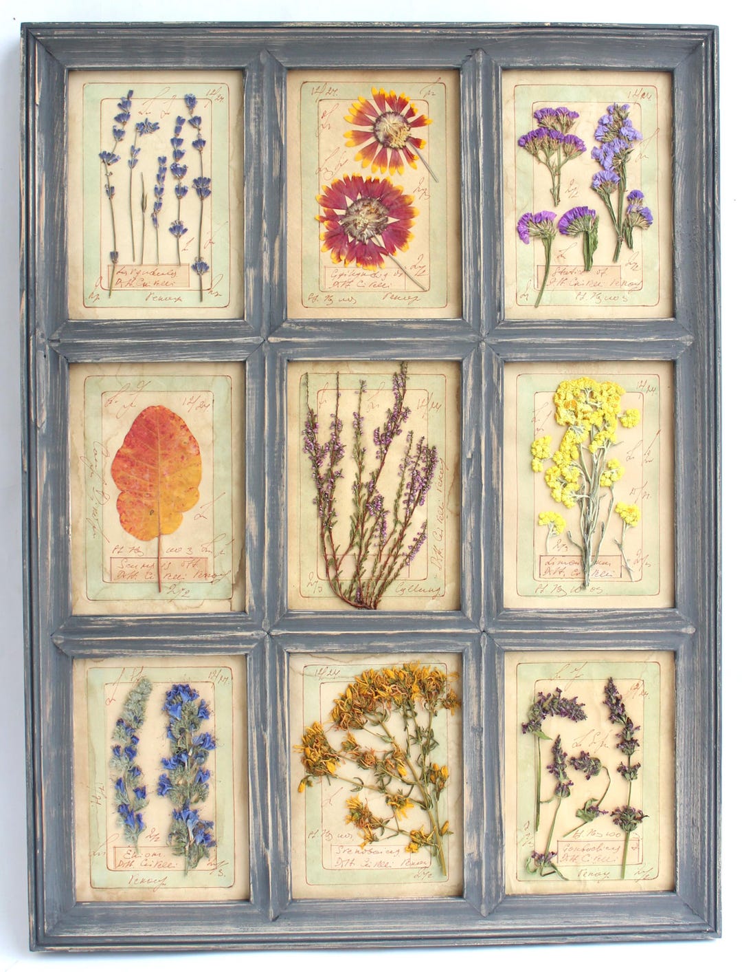 Pressed Botanical Art in Vintage Farmhouse Blue Frame: Dried Wall ...