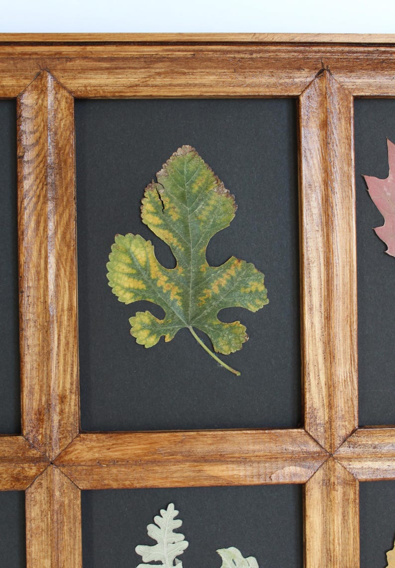 Large Pressed Flower Frame – Vintage Wildflower Herbarium With Real ...