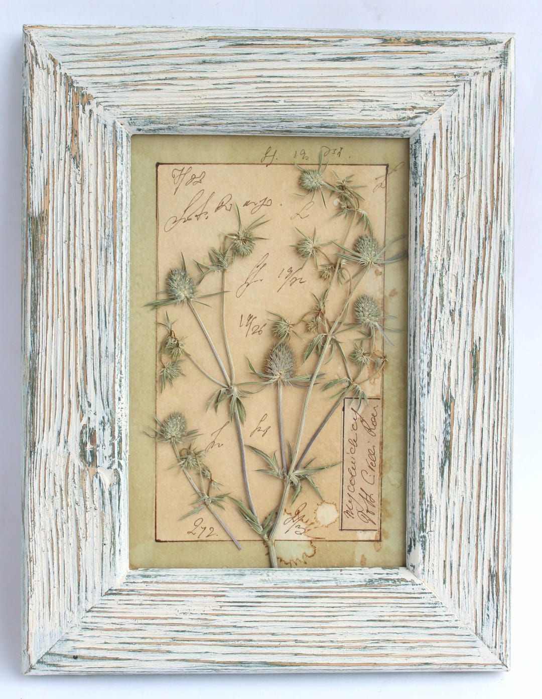 Herbarium Floral Frame: Handmade Pressed Dried Herbarium Art of White ...