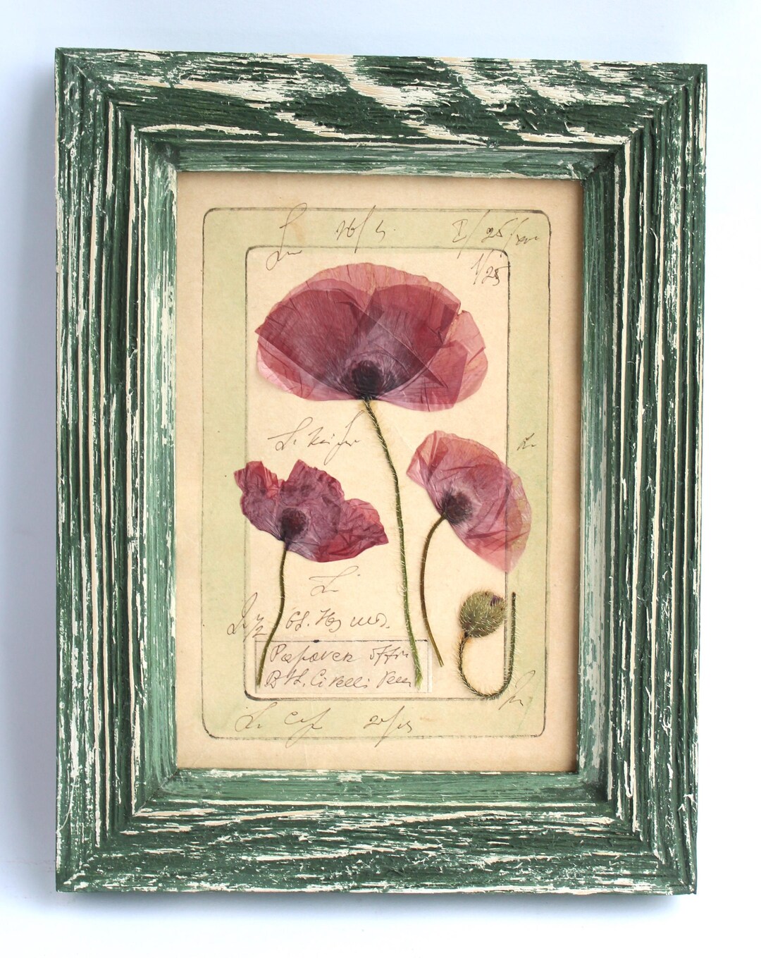 Pressed Poppy Frame, Dried Wild Flowers Wall Art, French Country Dry ...