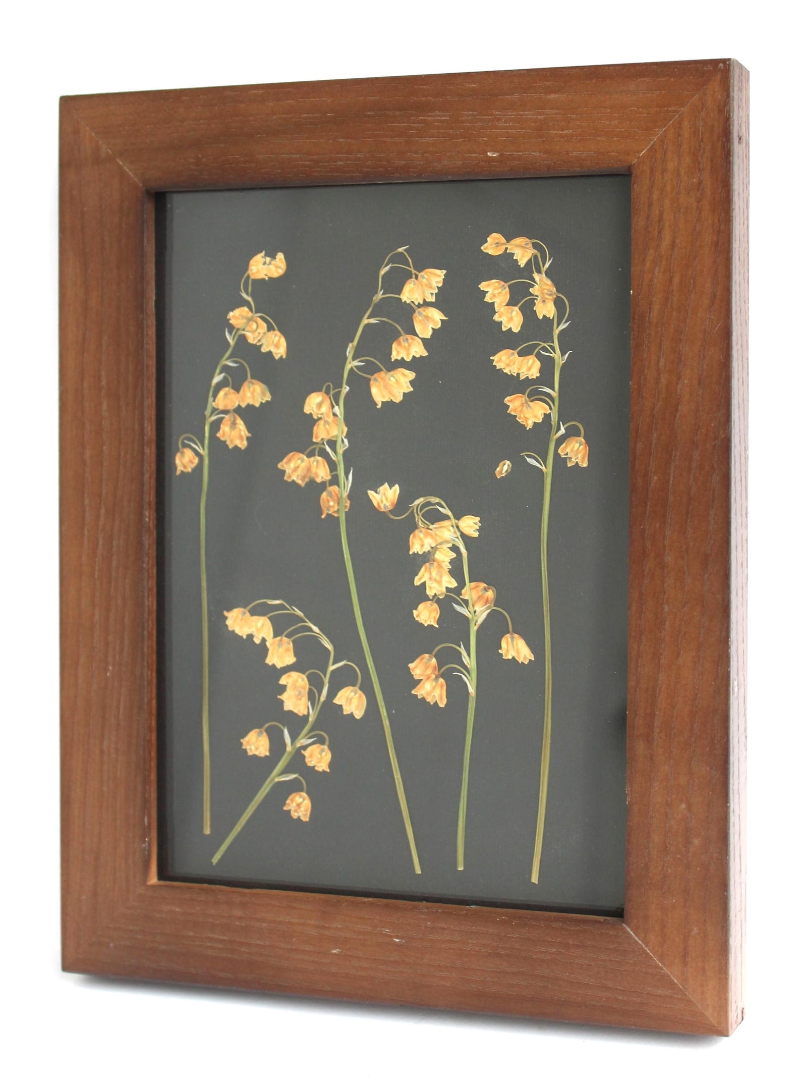 Lily of the Valley Pressed Flower Frame – Vintage Mini Herbarium in Oak ...