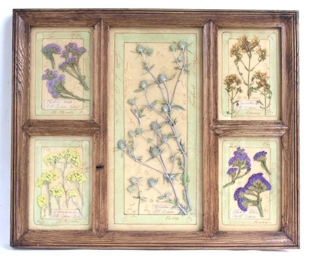 Pressed Flowers in Frame - Rustic Farmhouse Wall Decor: Dried Flower ...