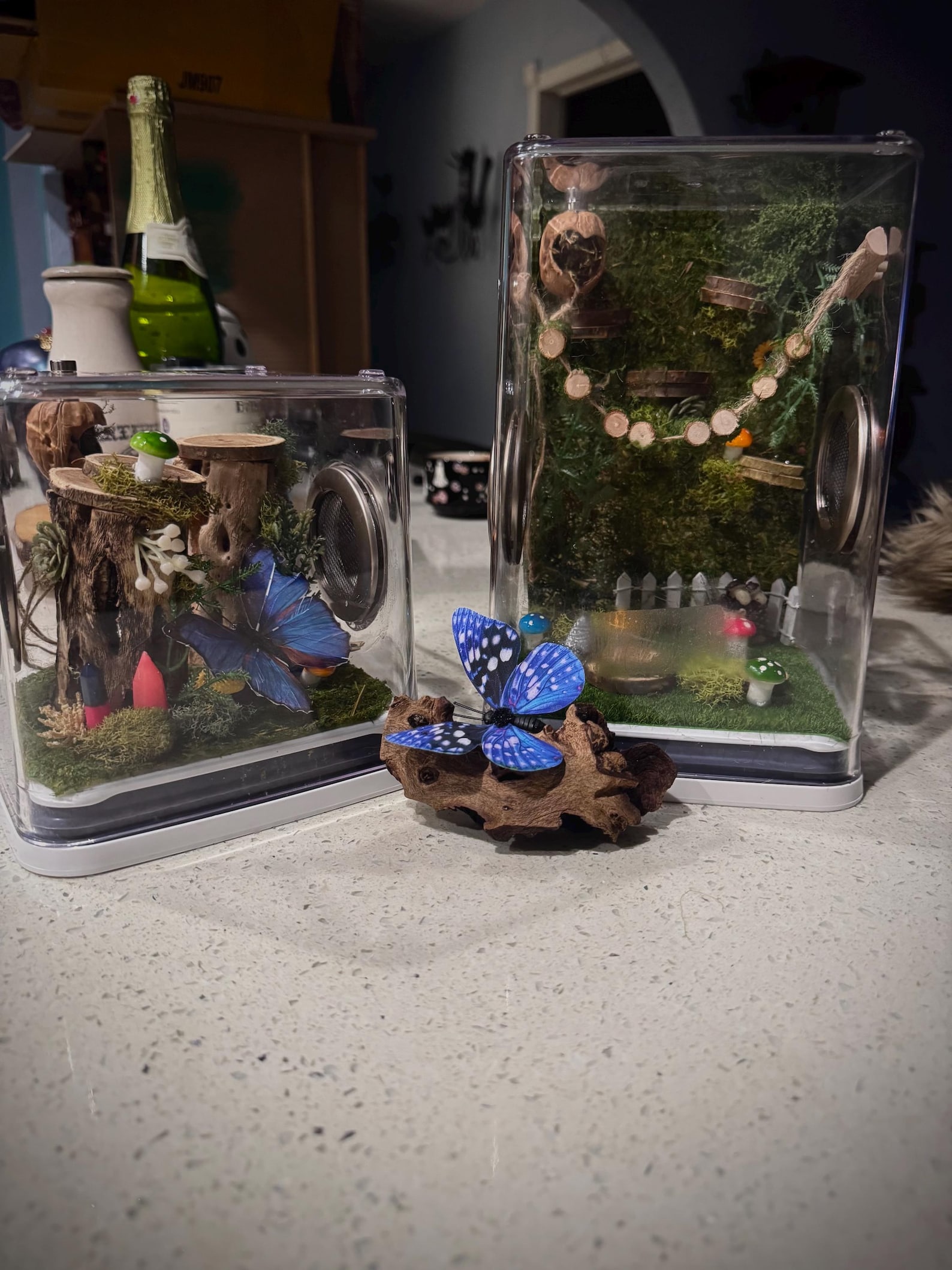 Jumping Spider Enclosure 5x5x9 Spider House, Spider Enclosure, Spider ...